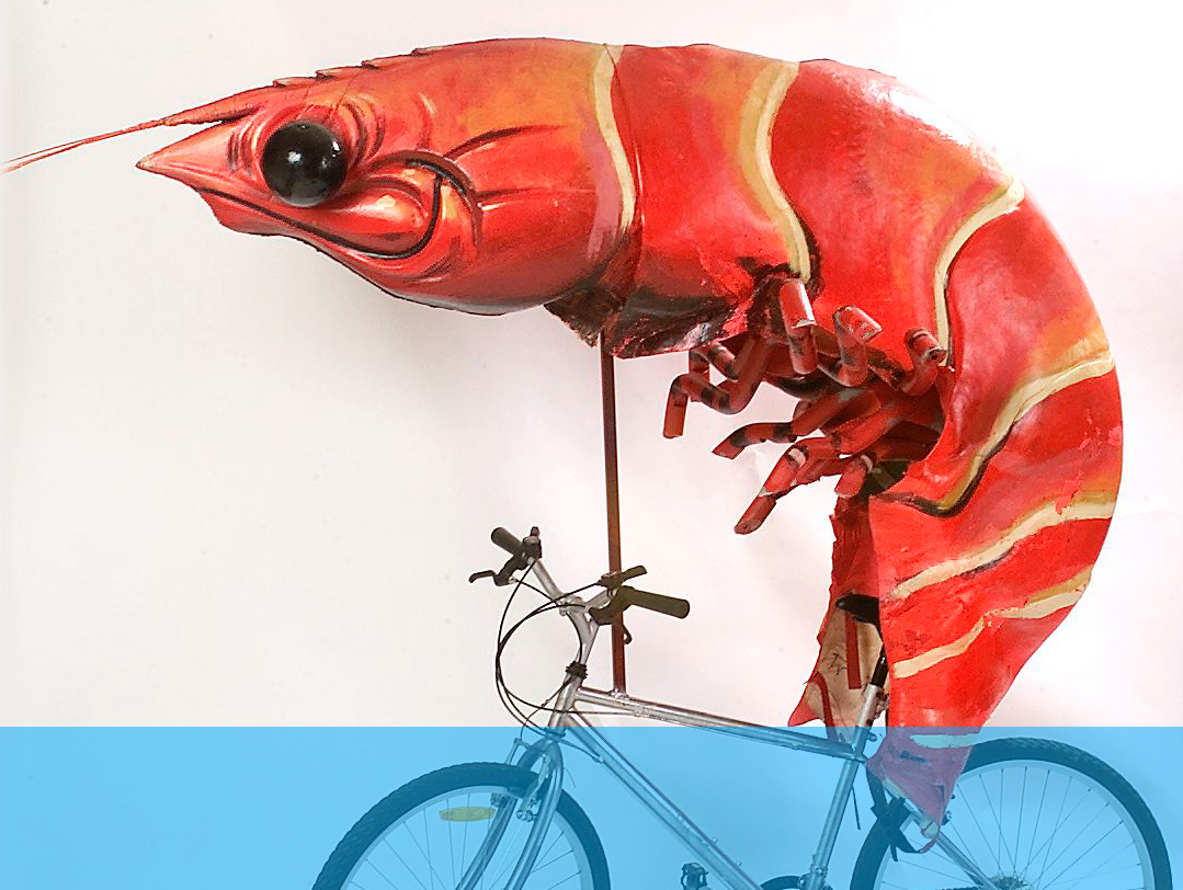 Prawn to be wild: how Asian shrimps and Chinese bicycles complicate ...